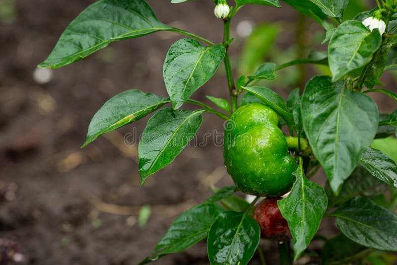 Green Round Pepper on a Plant in Raindrops Stock Image - Image of green ...
