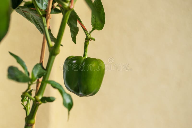 Green Round Pepper on a Tree in a Pot. There are Small Green Leaves ...