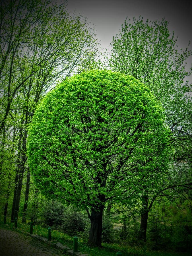 Green Round Tree Stock Photos - Download 53,187 Royalty Free Photos