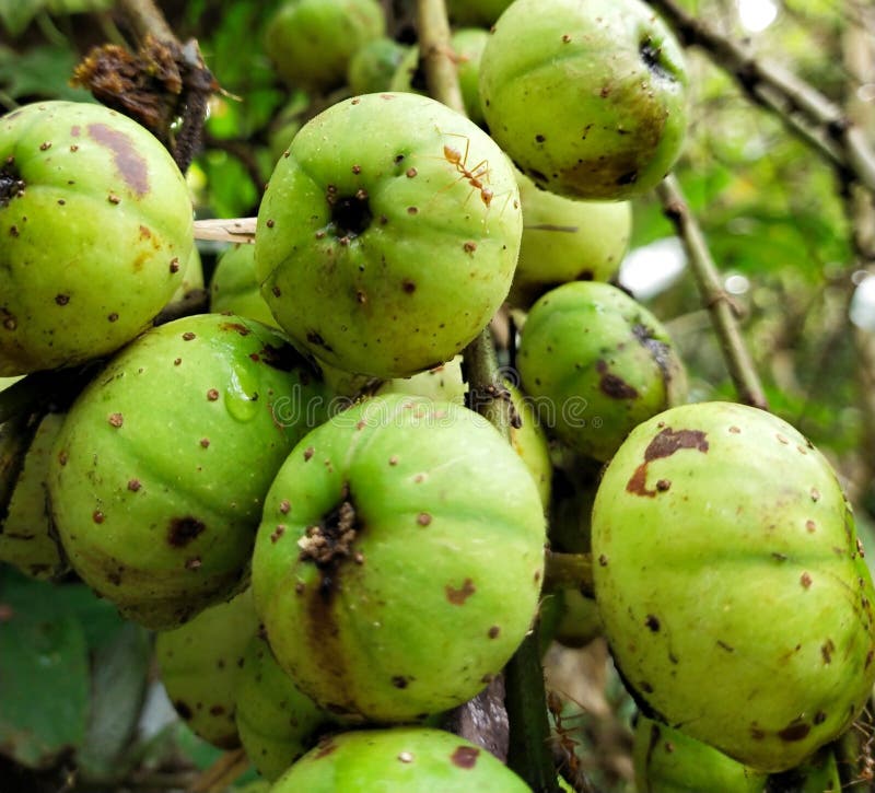Green Roundable Inedible Fruit Stock Photos - Free & Royalty-Free Stock ...