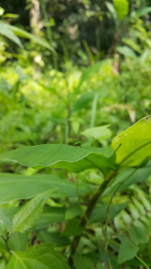 Issid Planthopper Stock Photos - Free & Royalty-Free Stock Photos from ...