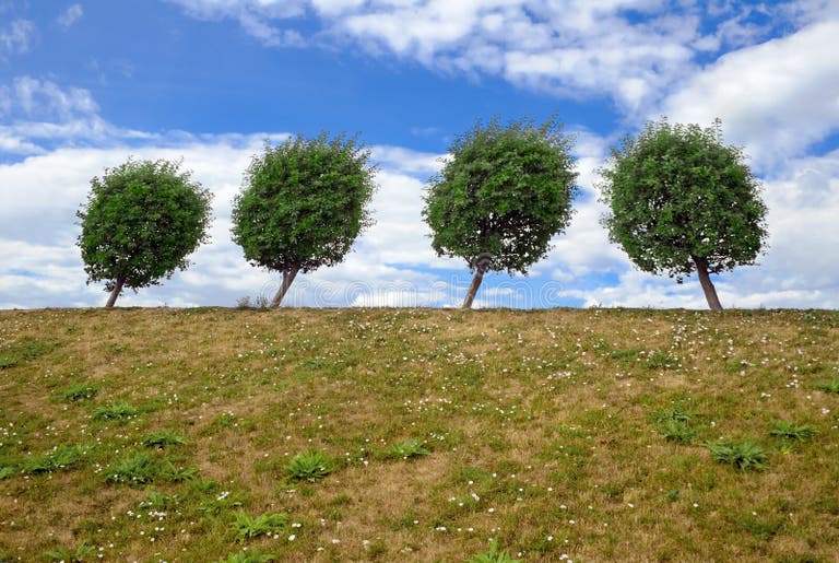 Green row-1 stock image. Image of landscape, plant, relief - 1163345