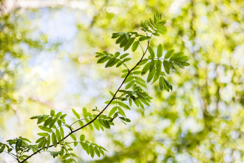 Green rowan branch stock image. Image of color, botanical - 94535633