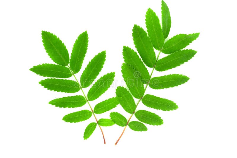 Green Rowan Leaves Isolated on White Background Stock Image - Image of ...