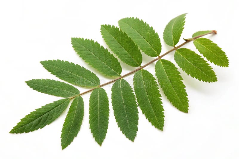 Green Rowan Leaves on a White Background Stock Illustration ...