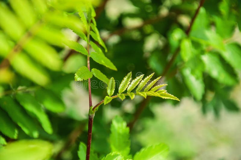 Green Rowan Tree in a Forest Stock Image - Image of branch, idyll: 53084193