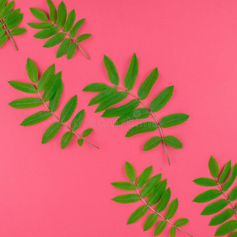 Green Rowan Tree Leaves on Bright Pink Background Stock Photo - Image ...