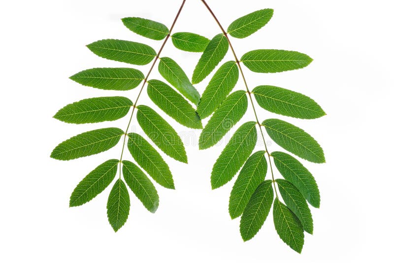Green rowan tree leaves stock image. Image of herbal - 152521729