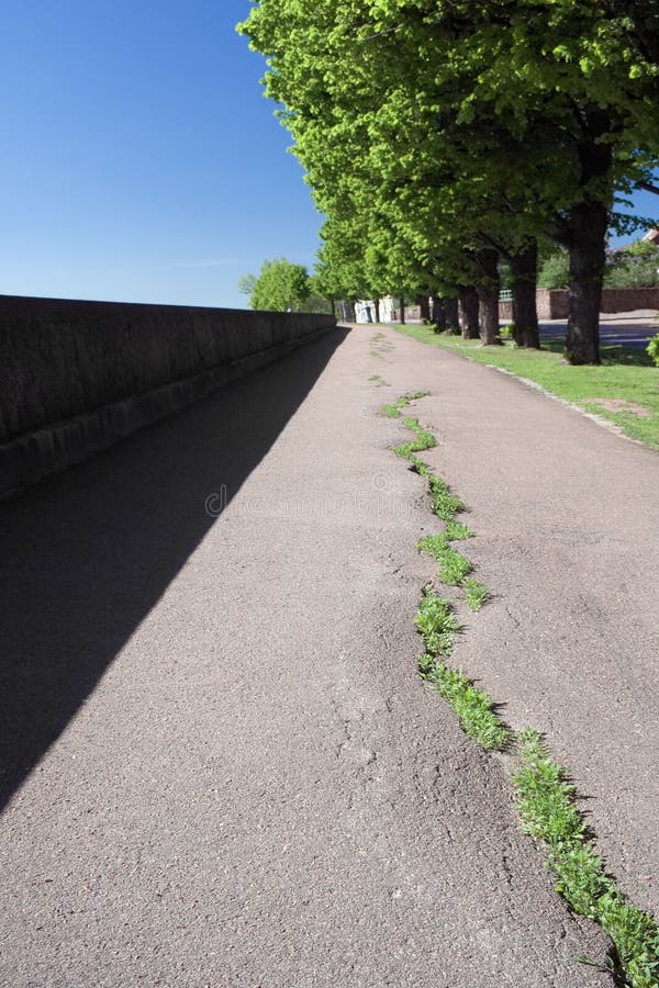 Green rows-2 stock photo. Image of serene, endless, alley - 2544386