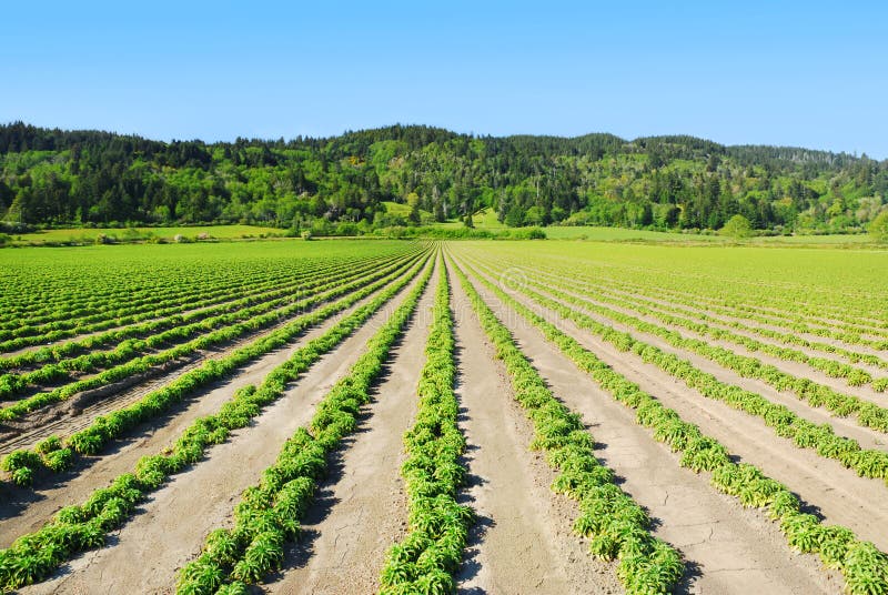 Green Rows stock photo. Image of blue, background, clear - 22366086