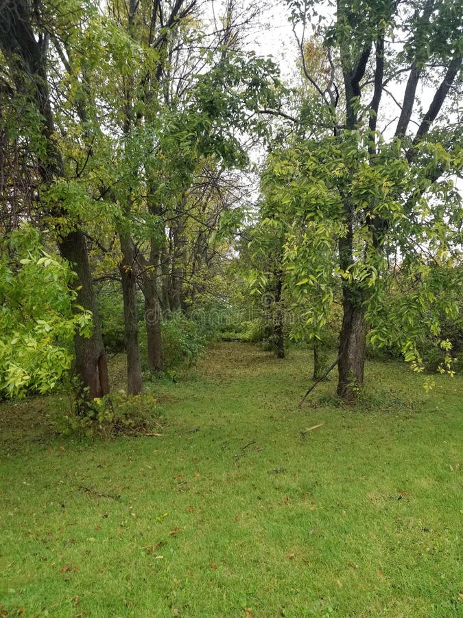 Tree Grove stock image. Image of rows, grove, green - 131417309