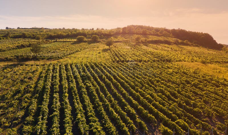 Green Rows of Vineyard Fields Stock Photo - Image of sunlight, farmland ...