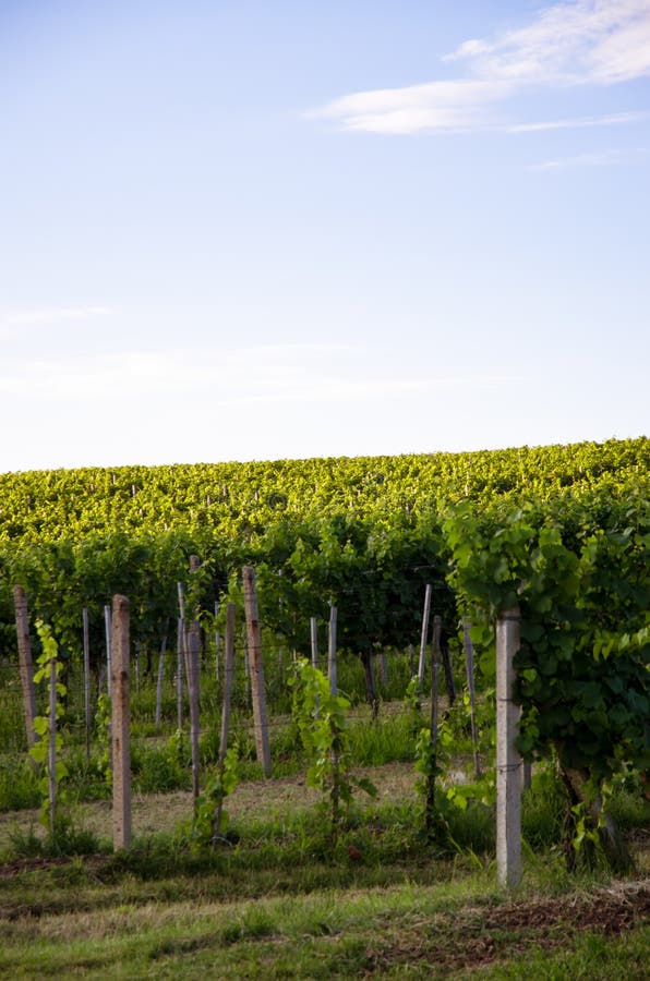 Green Vineyard in Spring Time Stock Photo - Image of spring, scenic ...