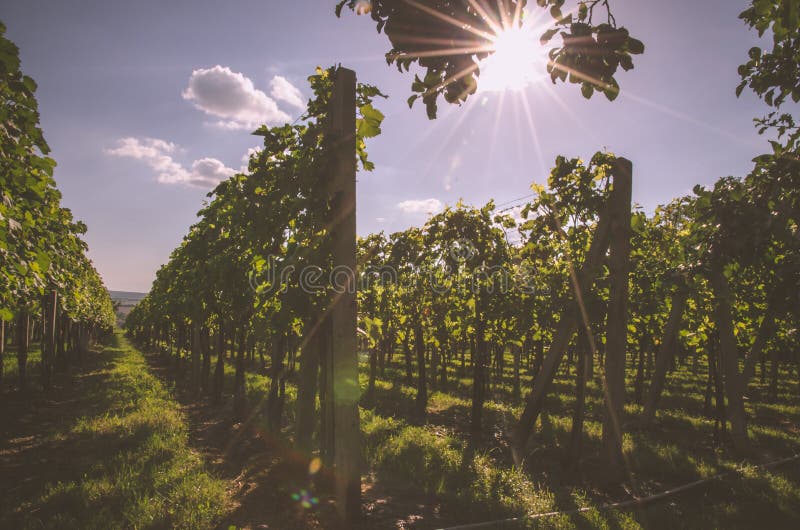 Vineyard at sunset stock photo. Image of rural, plant - 119982722