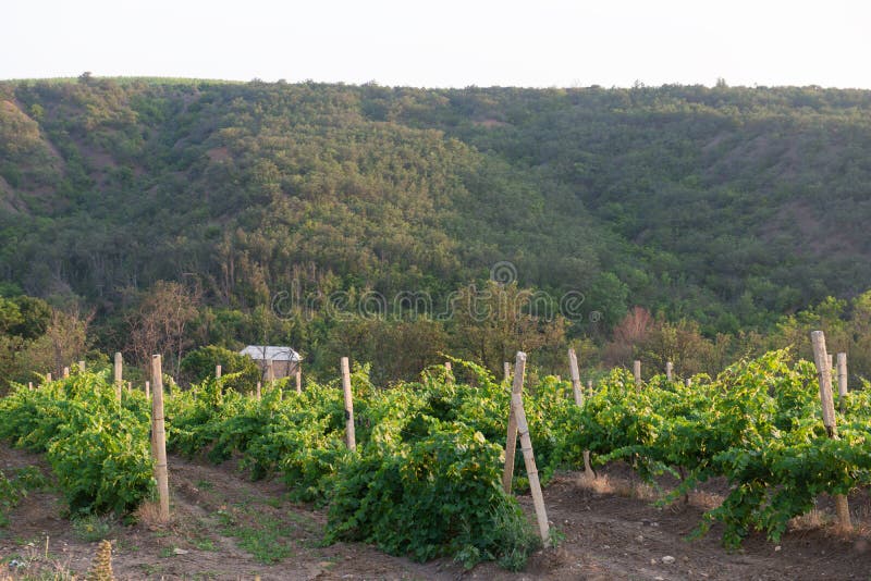 Rows of Vineyards on the Slopes of the Hill Stock Image - Image of ...