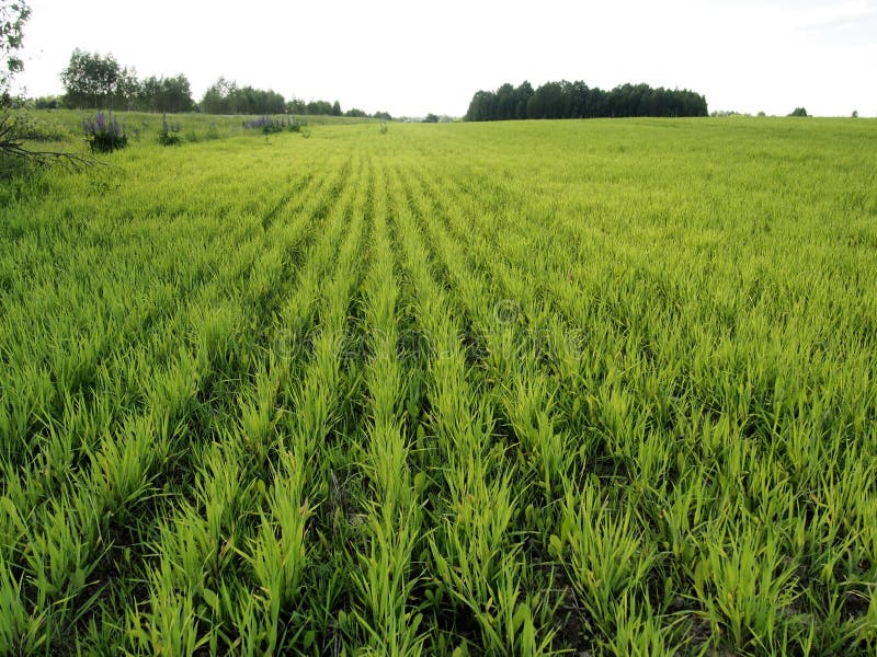 Green rows of young rye stock image. Image of garden - 149796485