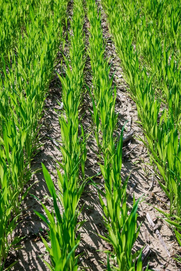 Green Rows of Sprouted Corn on a Private Agricultural Field Stock Image ...
