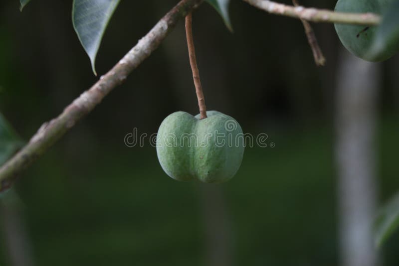 Green Rubber Fruit in a Tree with Dark Background Stock Photo - Image ...