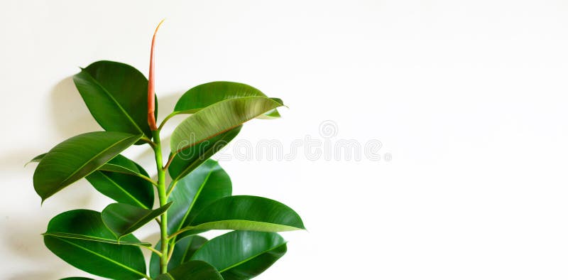 Green Rubber Plant Leaves on White Stock Photo - Image of botanical ...