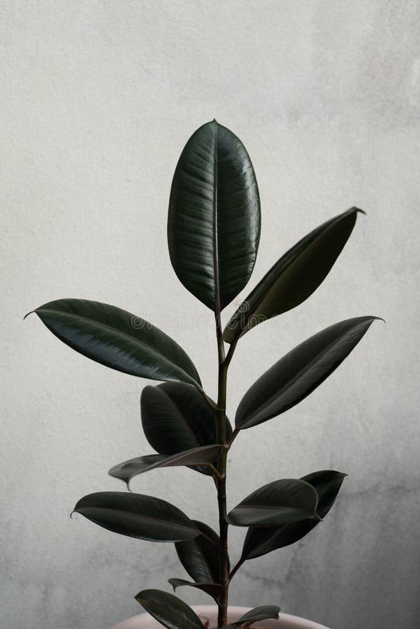 Green Rubber Plants on Dark Background Stock Photo - Image of decor ...