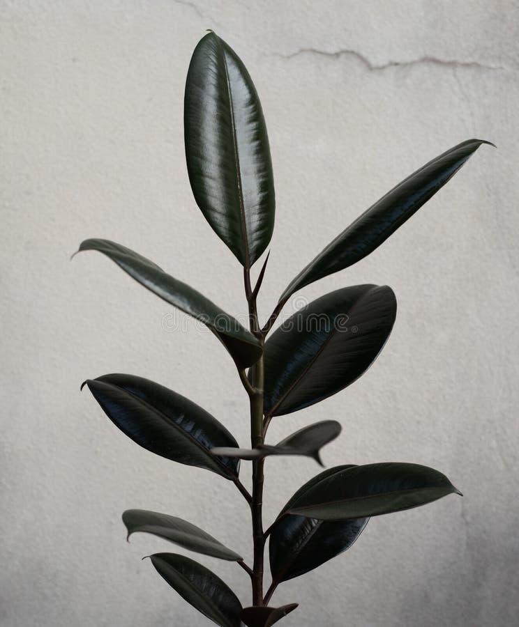 Green Rubber Plants on Dark Background Stock Image - Image of botanical ...