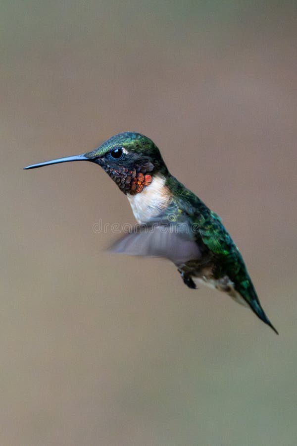 Romeo Tango 1 stock photo. Image of bird, green, detail - 288249278