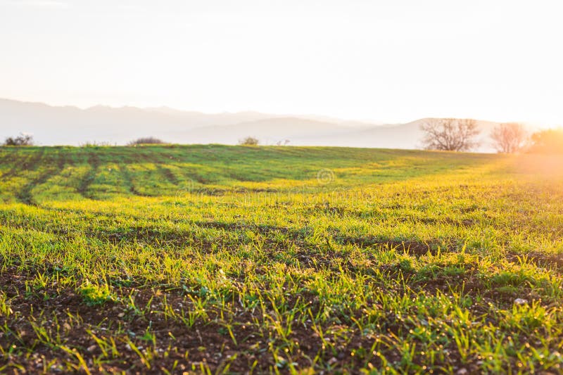 Green Rural Field at the Early Morning Stock Photo - Image of country ...