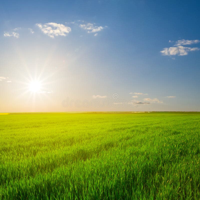 Green Rural Field at the Sunset Stock Image - Image of earth, spring ...