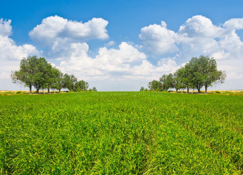 Rural Field at the Early Morning Stock Photo - Image of beautiful ...