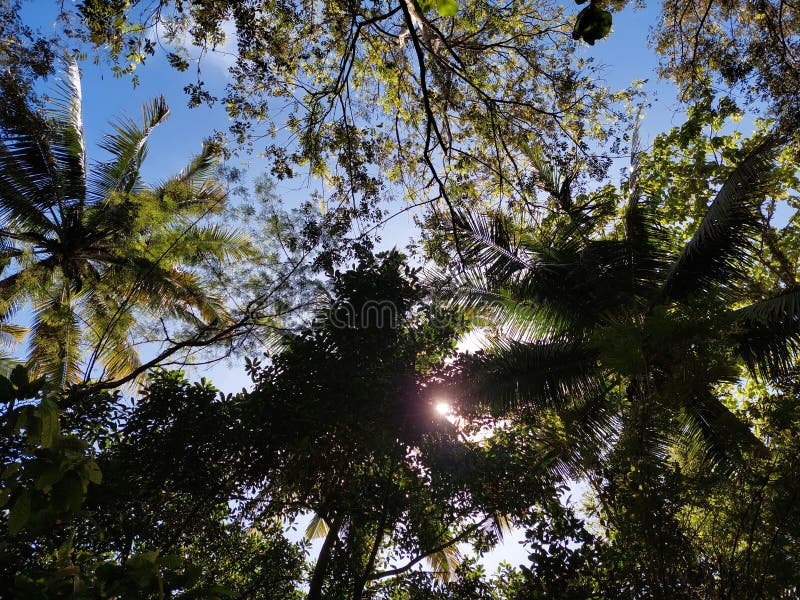 Green Rural Forest Environment. Lots of Trees and Cool Atmosphere Stock ...