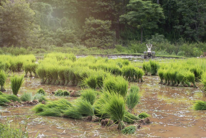 Green Rural Terraced Rice Field with Water Background Stock Photo ...