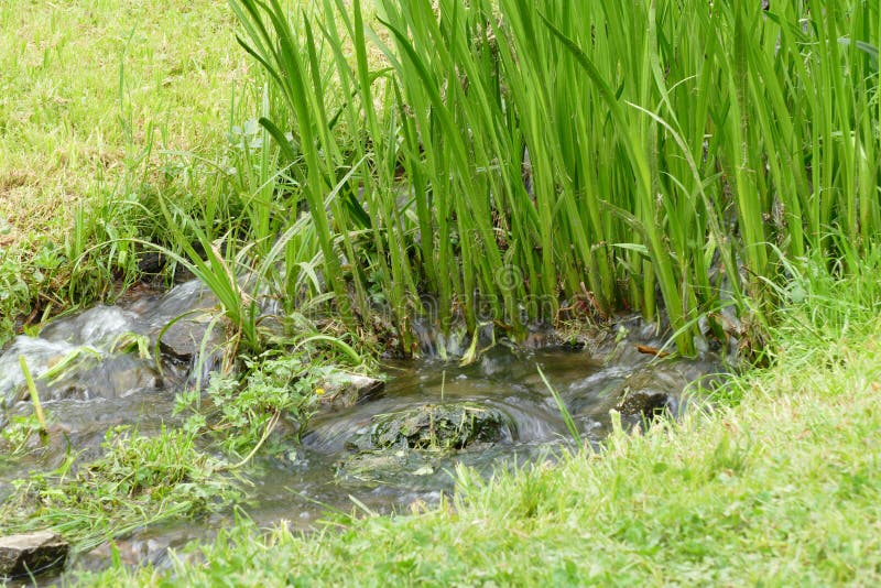 Green rush stock photo. Image of field, outside, plain - 117242020