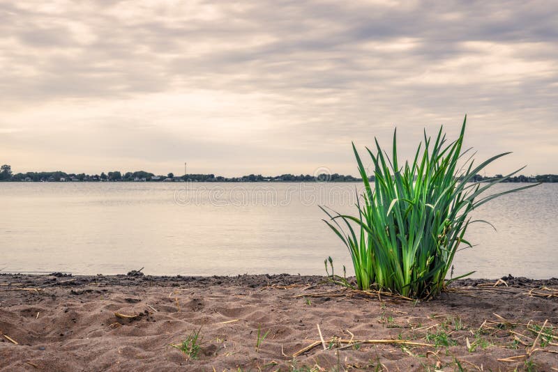 Green rushes by the lake stock image. Image of calm, environment - 43560349