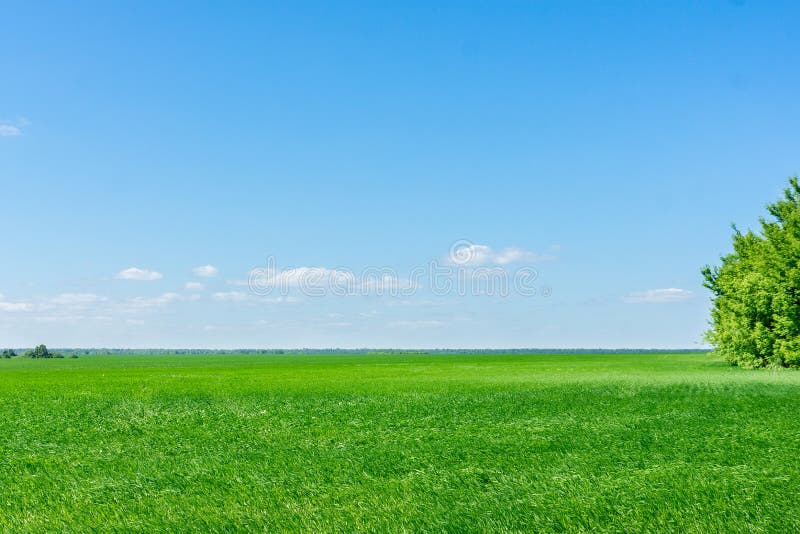 Green Russian Field stock image. Image of farm, horizon - 117795789