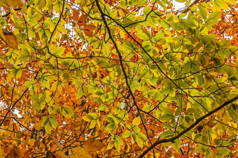 Green and Rust Colored Elm Leaves Stock Image - Image of tree, nature ...