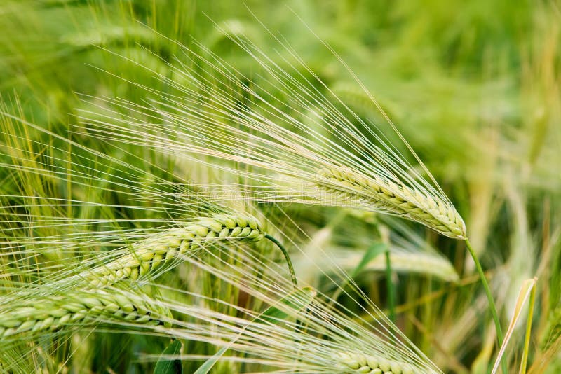 Green rye stock image. Image of stem, produce, season - 11397883