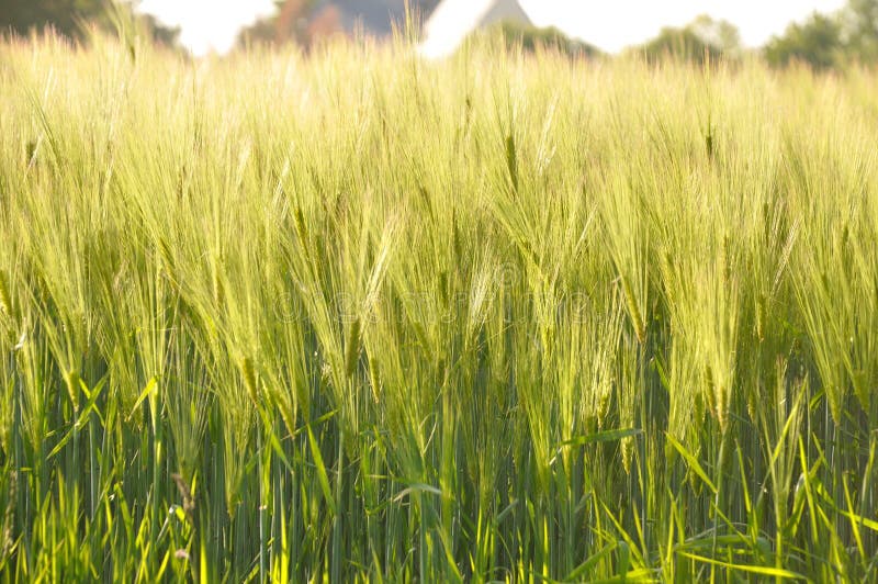 Green rye stock image. Image of spring, rural, harvest - 147278089