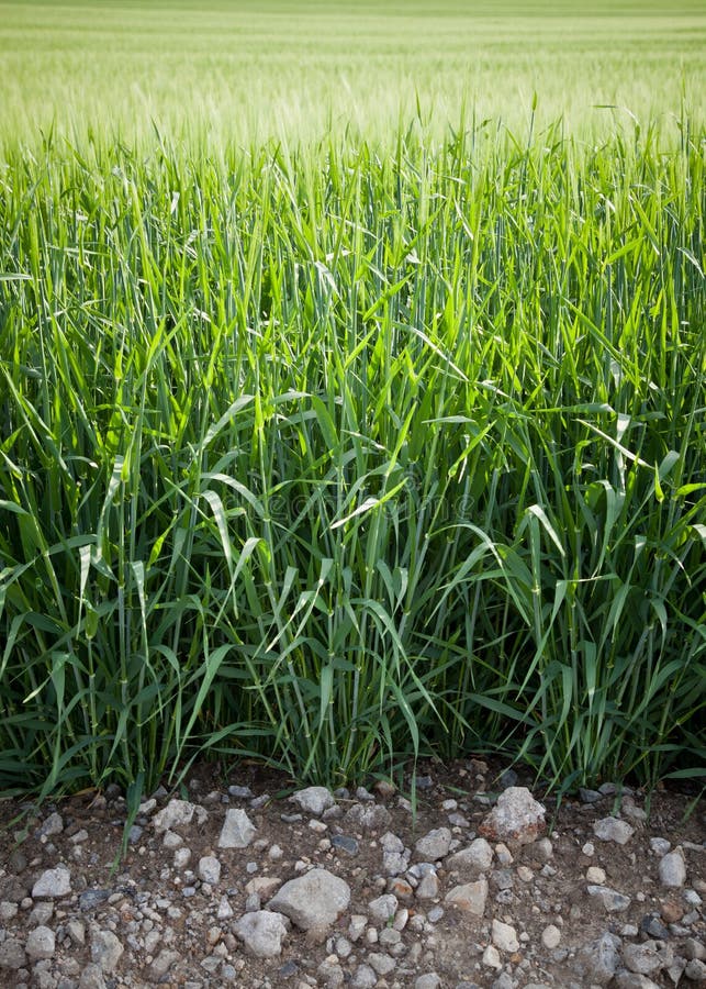 Green rye stock image. Image of seed, plant, scene, agriculture - 25860845