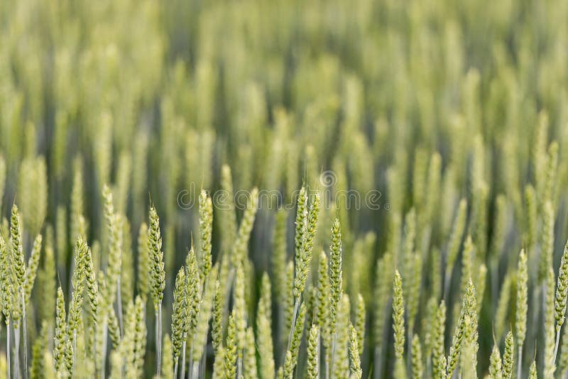 Green rye close-up stock photo. Image of countryside - 182722248