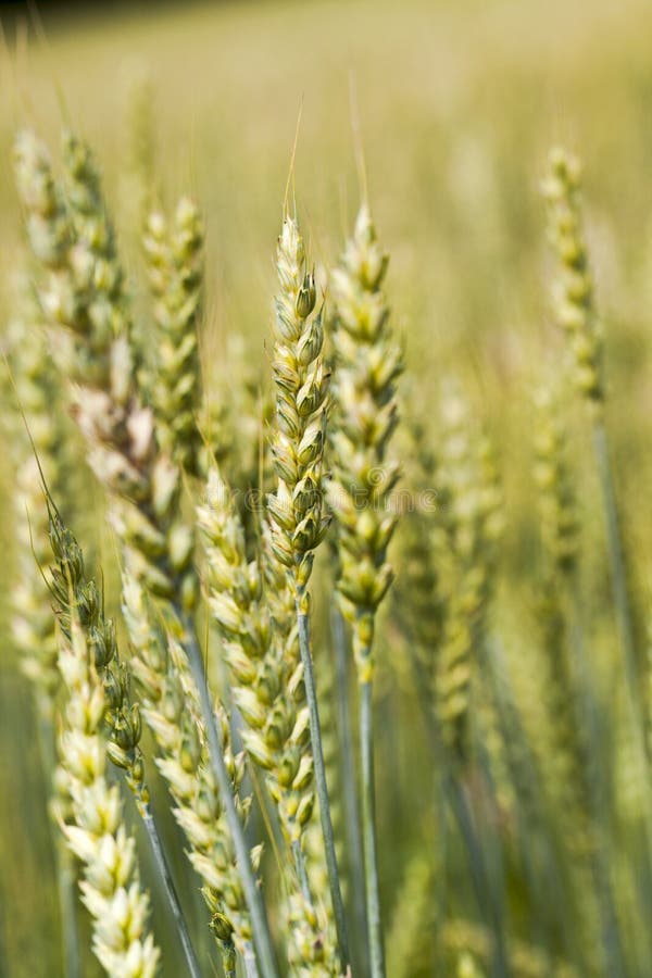 Green rye stock photo. Image of grass, freshness, foliage - 34759744