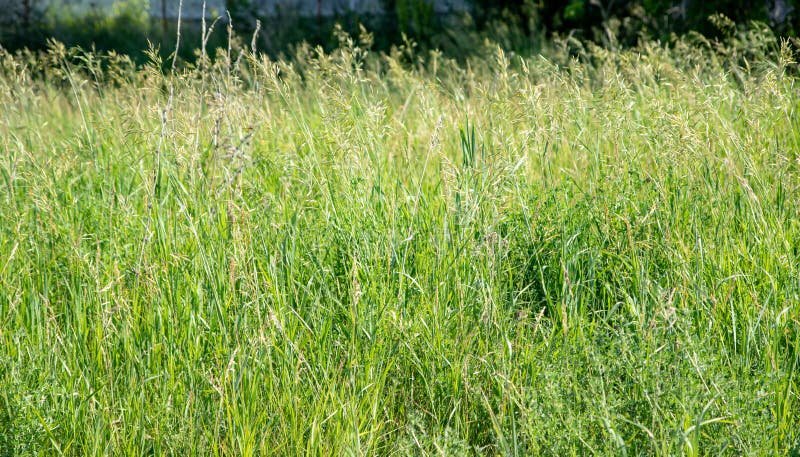 Green rye, eco background. stock image. Image of grain - 187708409