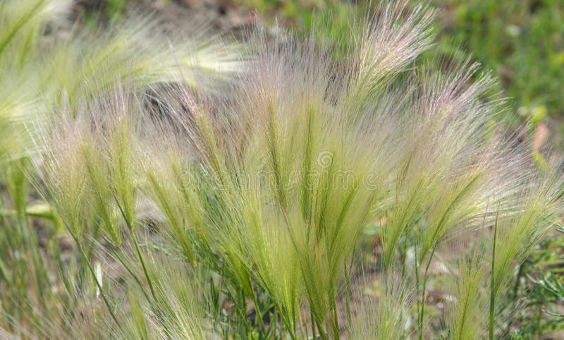 Green rye, eco background. stock image. Image of village - 187708461