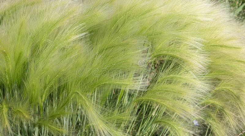 Green rye, eco background. stock image. Image of grain - 187708409