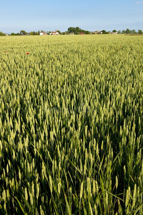 Green rye field stock photo. Image of season, ripe, sunlight - 15062976