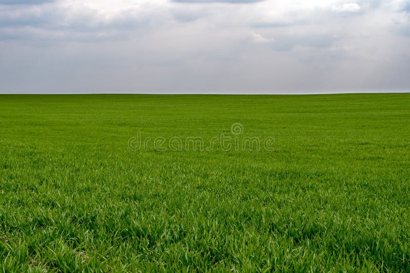 Green rye field stock photo. Image of landscape, land - 51269322