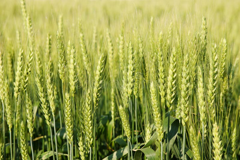 Green rye on field stock image. Image of growing, agriculture - 72989861