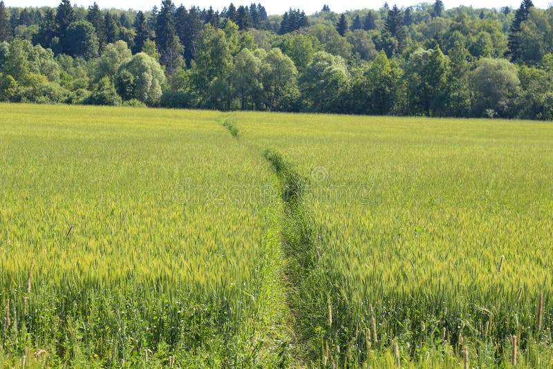 Green Rye on the Field in June Stock Photo - Image of green, grain ...