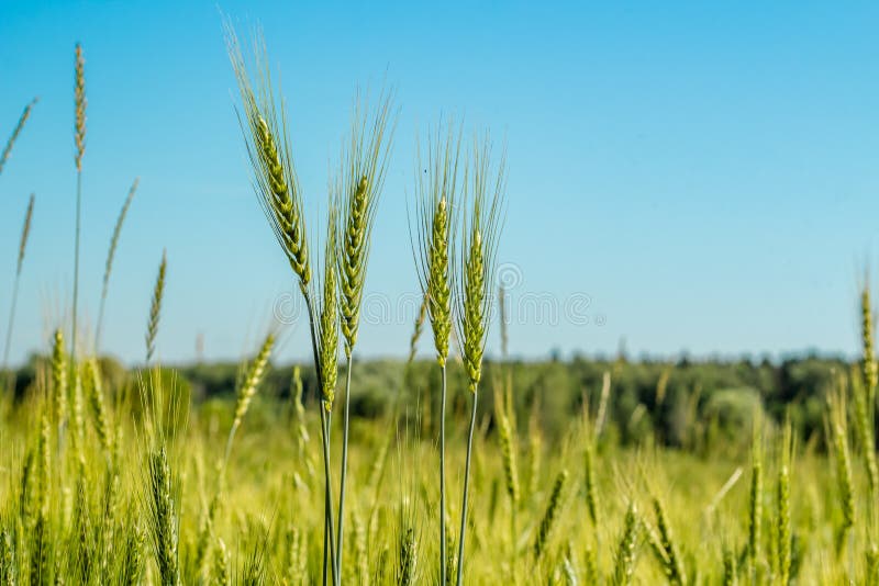 Green Rye on the Field in June Stock Photo - Image of grain, rural ...