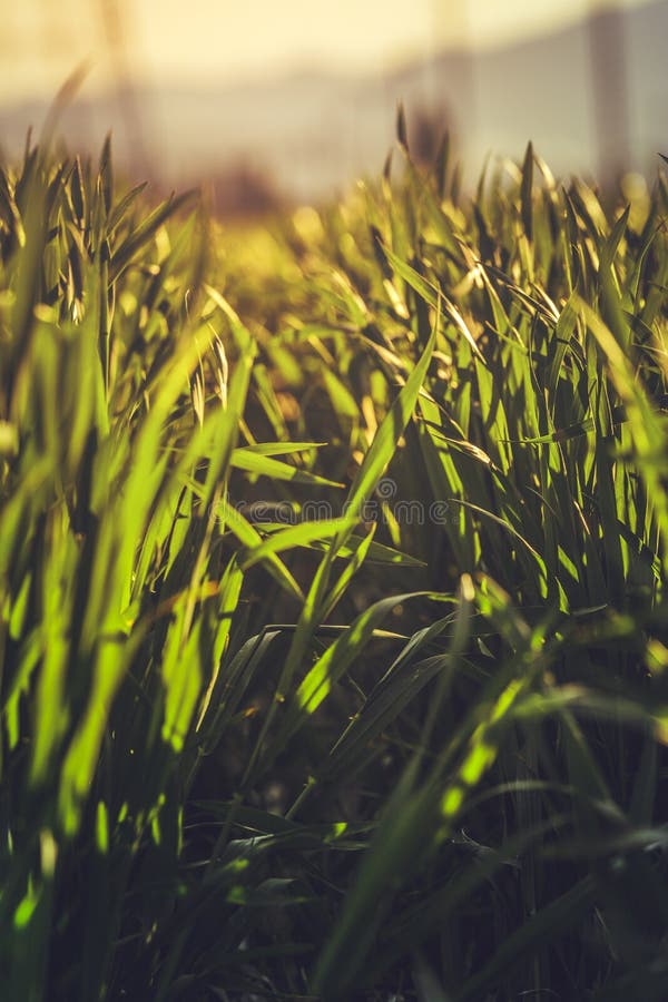 Green rye field stock photo. Image of foliage, detail - 71116742