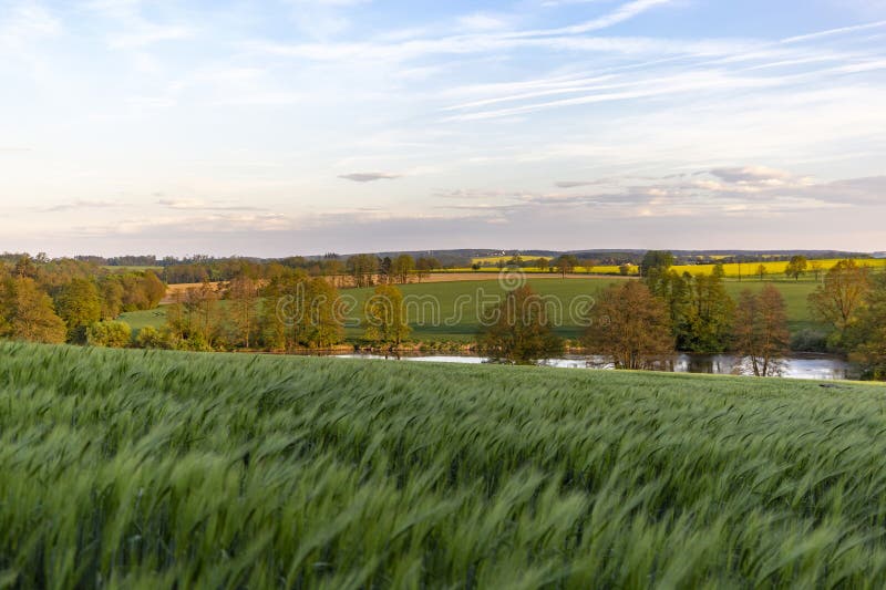 Green Rye Field and Rural Landscape on the Sunset Time Stock Image ...